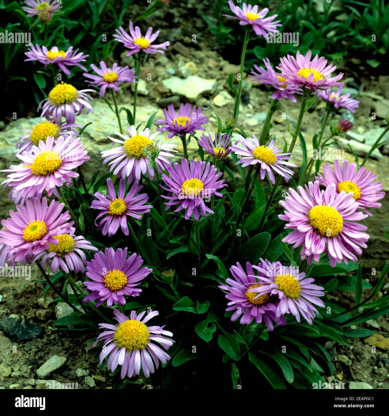 Alpenaster High Resolution Stock Photography and Images - Alamy