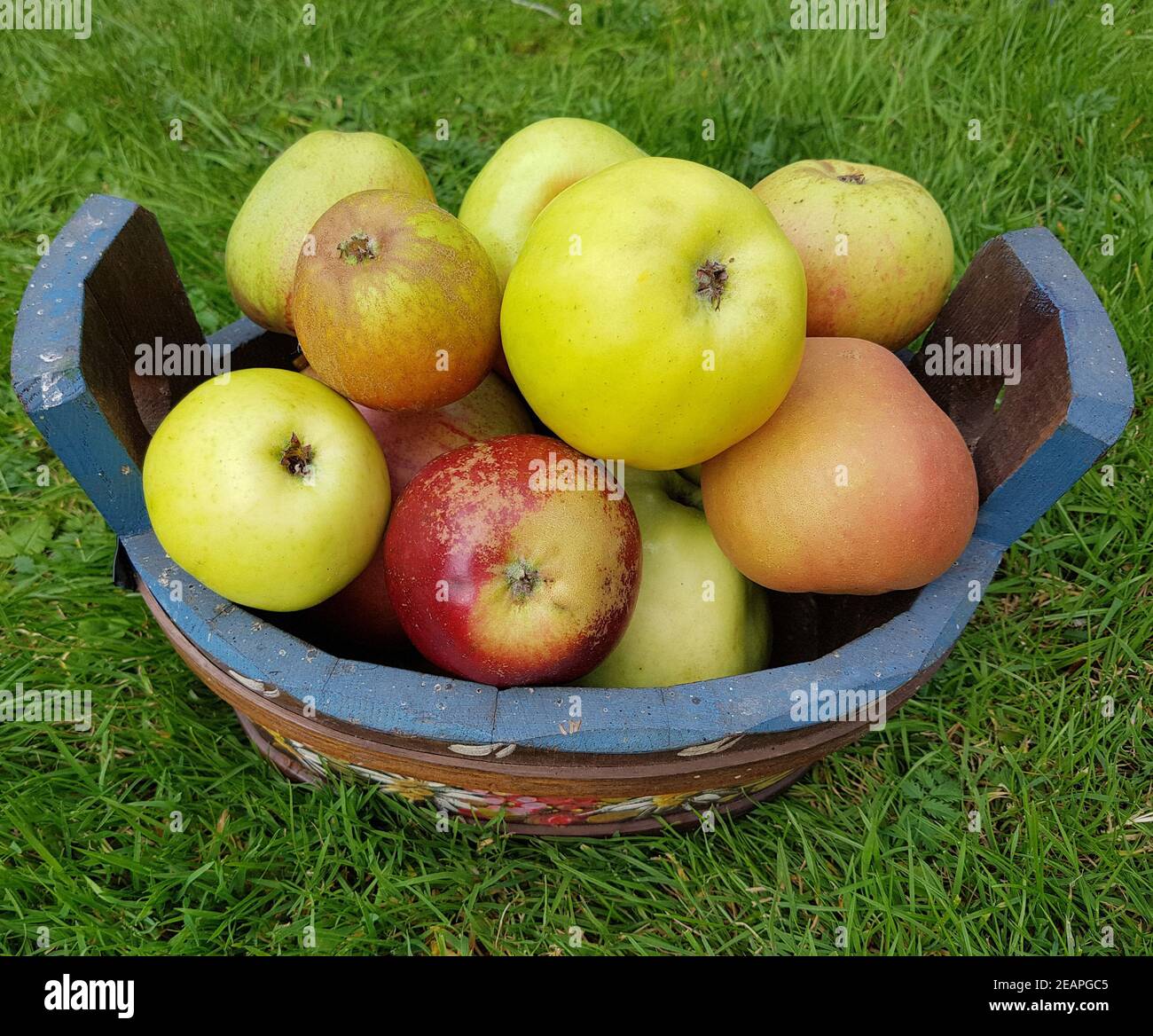 Alte Apfelsorten, verschiedene, Apfel, Malus, domestica, Aepfel Stock ...