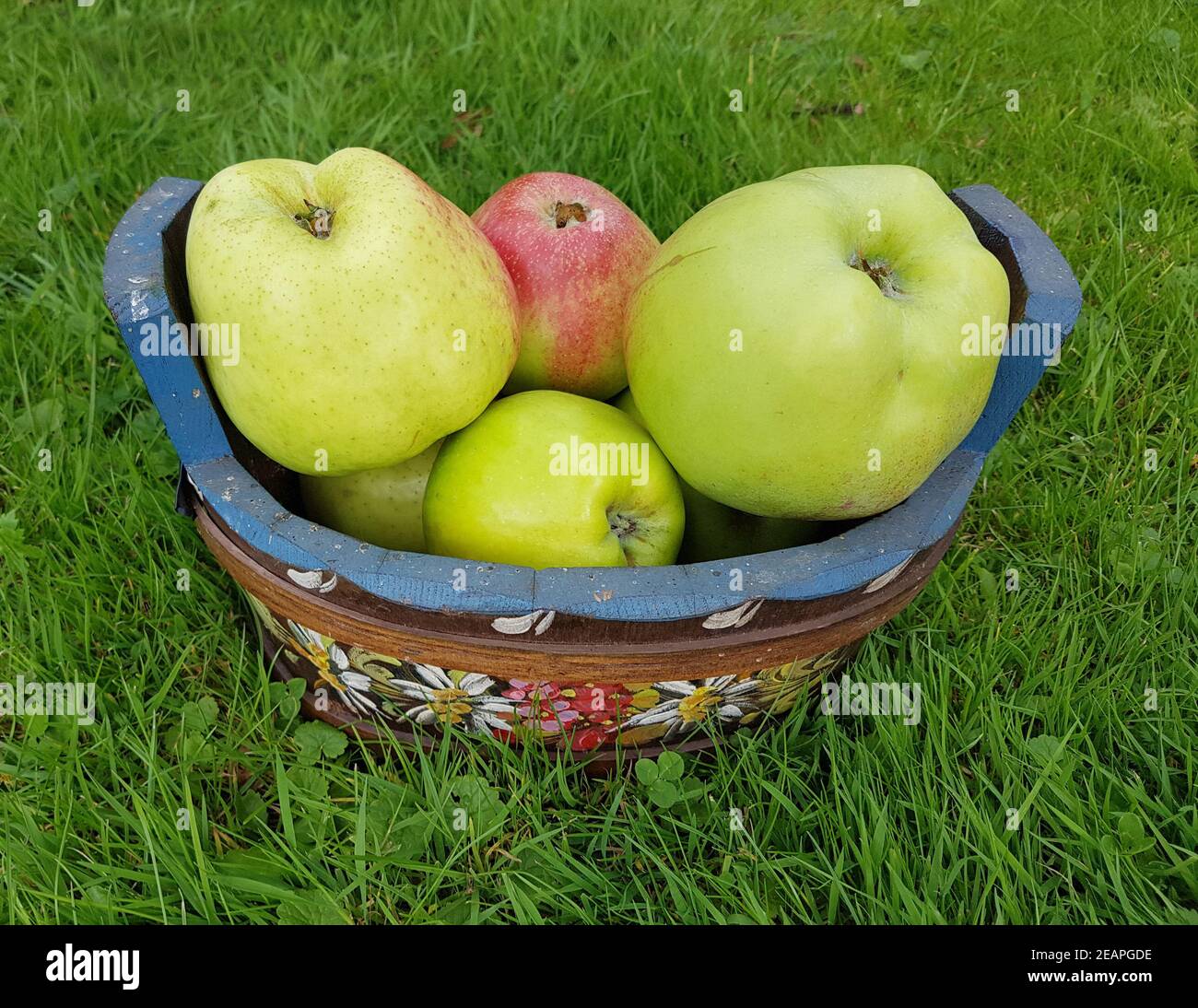 Alte Apfelsorten, verschiedene, Apfel, Malus, domestica, Aepfel Stock ...