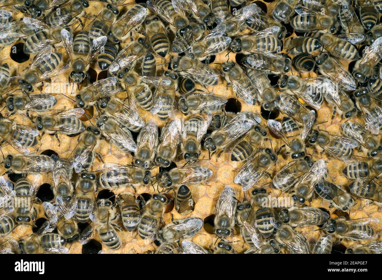 Honigbienen biene apis mellifera hi-res stock photography and images ...