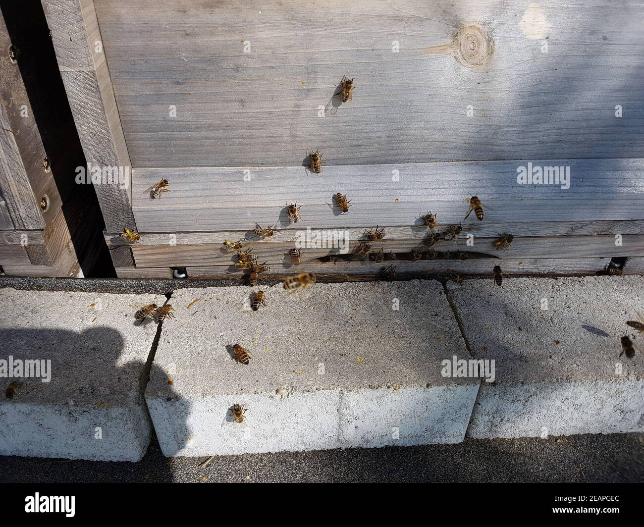 Bienenstock apis mellifera hi-res stock photography and images - Alamy
