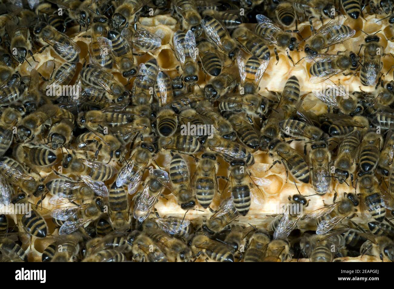 Bienenlarve hi-res stock photography and images - Alamy