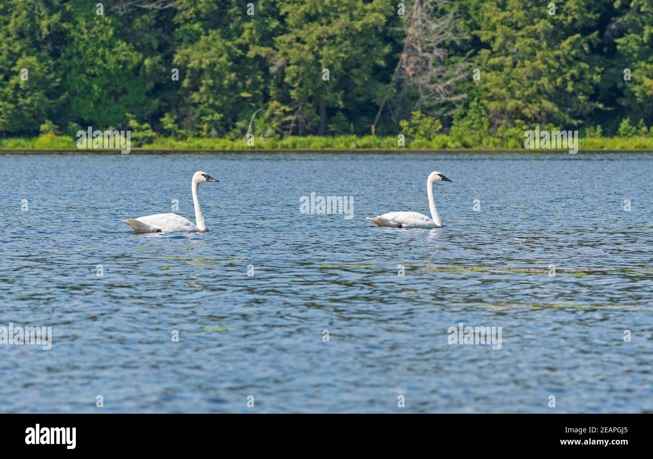 Swans mating hi-res stock photography and images - Alamy