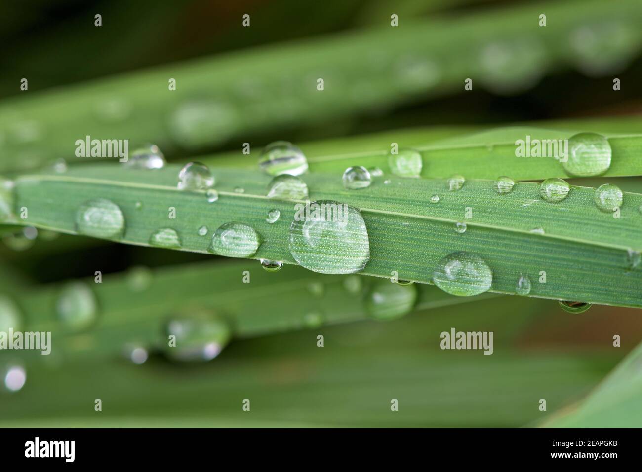 Raindrop on blade grass hi-res stock photography and images - Alamy