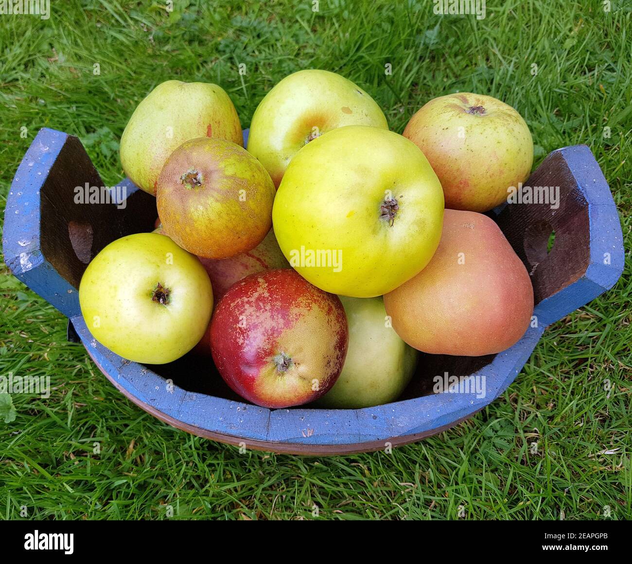 Alte Apfelsorten, verschiedene, Apfel, Malus, domestica, Aepfel Stock ...