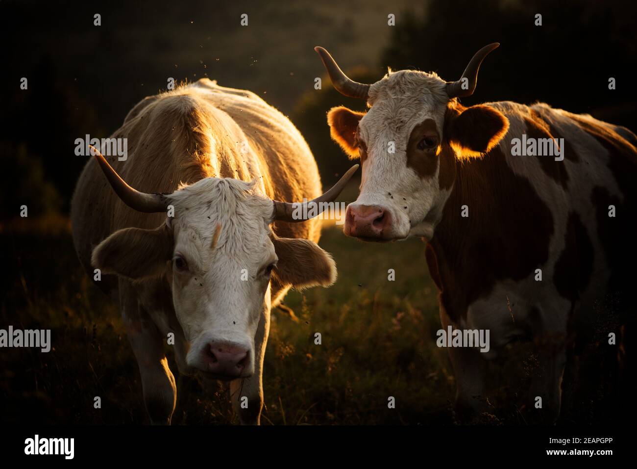 Animal sunset hi-res stock photography and images - Alamy