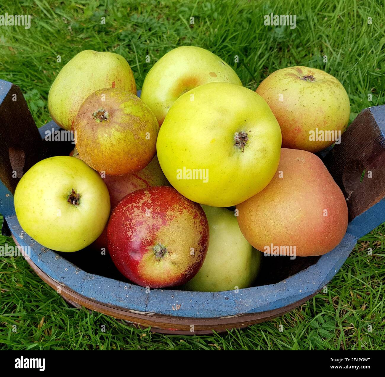 Alte Apfelsorten, verschiedene, Apfel, Malus, domestica, Aepfel Stock ...