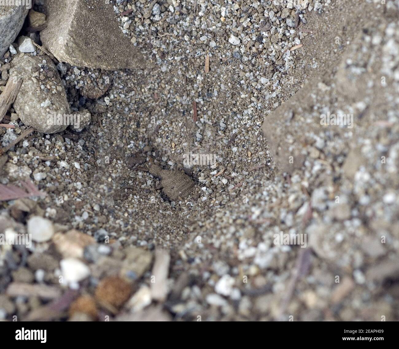 Ants loewe hi-res stock photography and images - Alamy