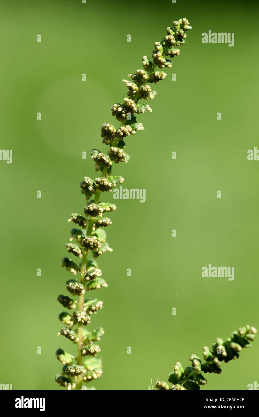 Ambrosia artemisiifolia hi-res stock photography and images - Alamy