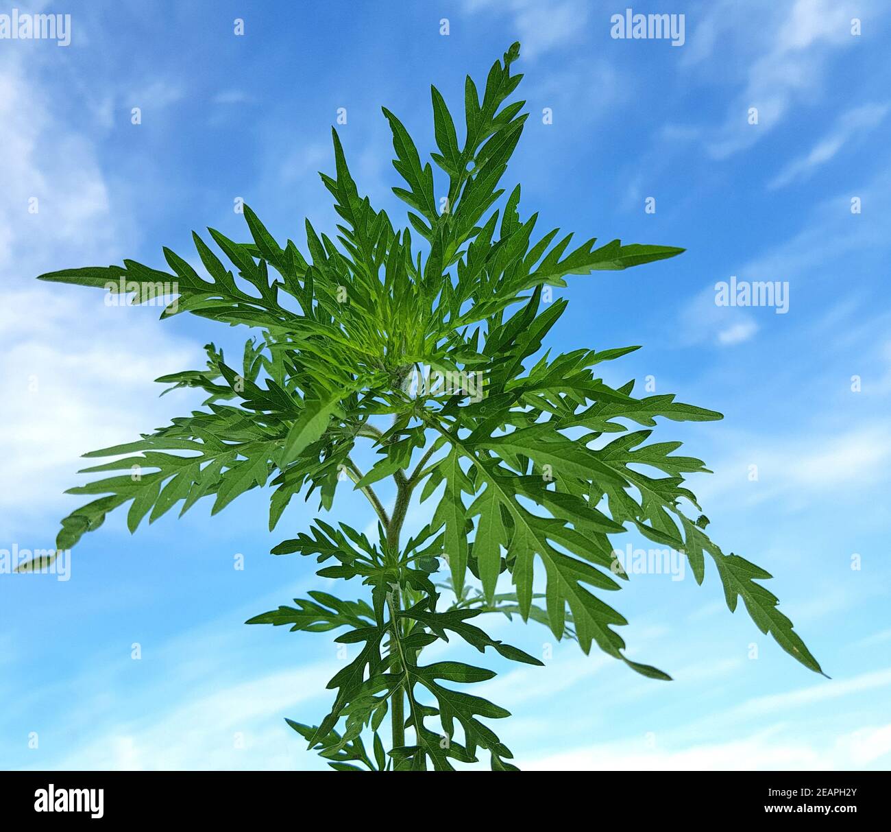 Ambrosia artemisiifolia hi-res stock photography and images - Alamy