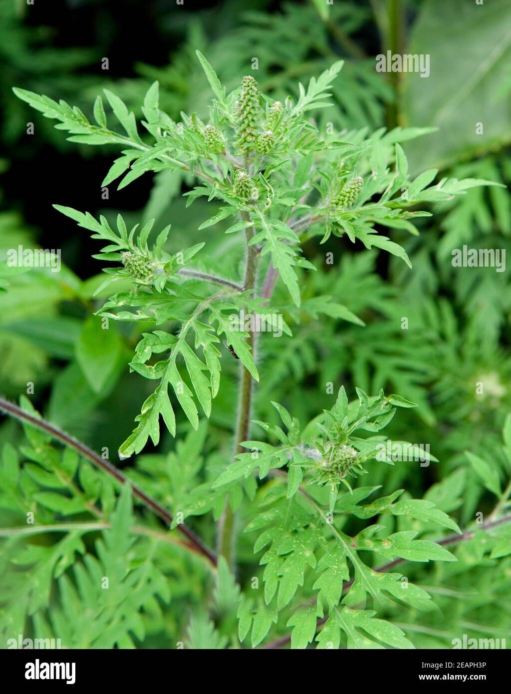 Ambrosiabluete hi-res stock photography and images - Alamy