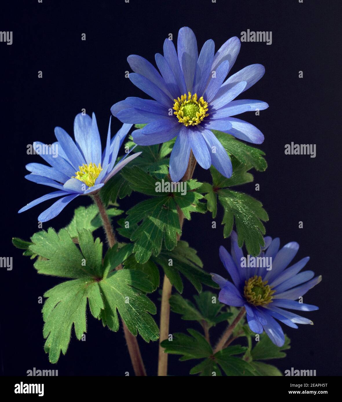 Blaue anemone hi-res stock photography and images - Alamy