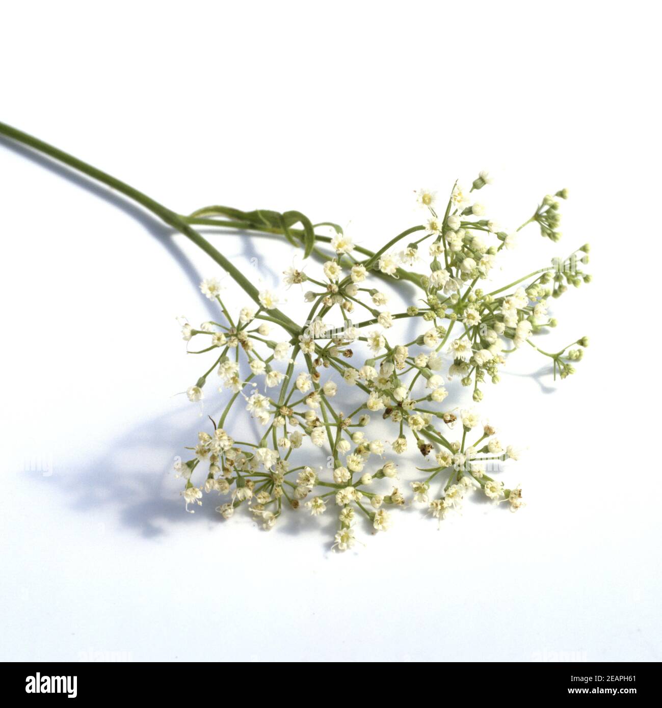 Anis, Pimpinella, anisum Stock Photo - Alamy