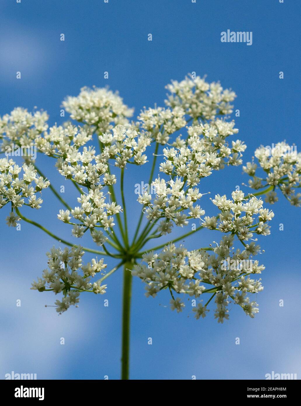 Pimpinella anisum hi-res stock photography and images - Alamy