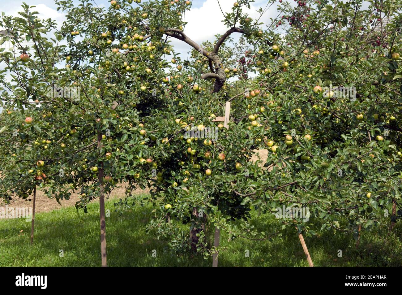 Apfelbaum hi-res stock photography and images - Alamy