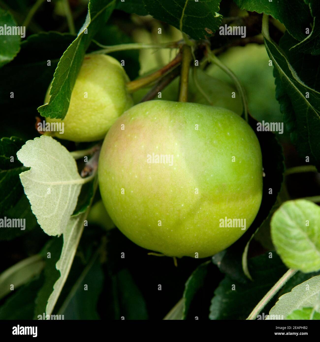 Miniatur baeume hi-res stock photography and images - Alamy