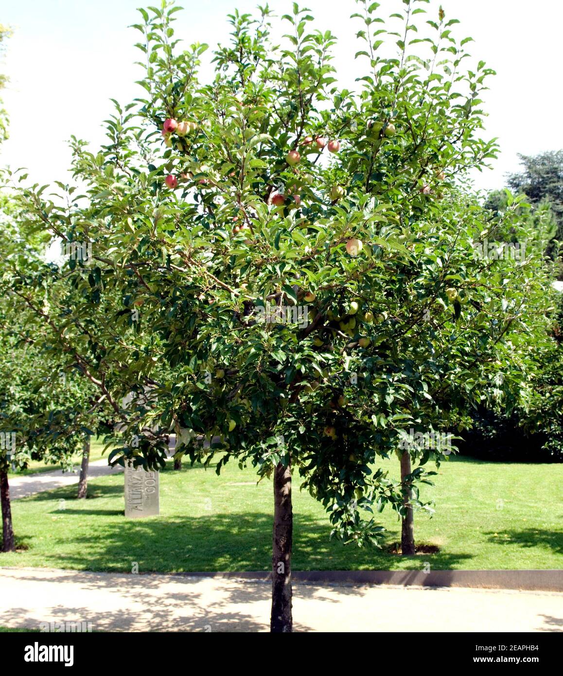 Reife gartenpflanzen hi-res stock photography and images - Alamy