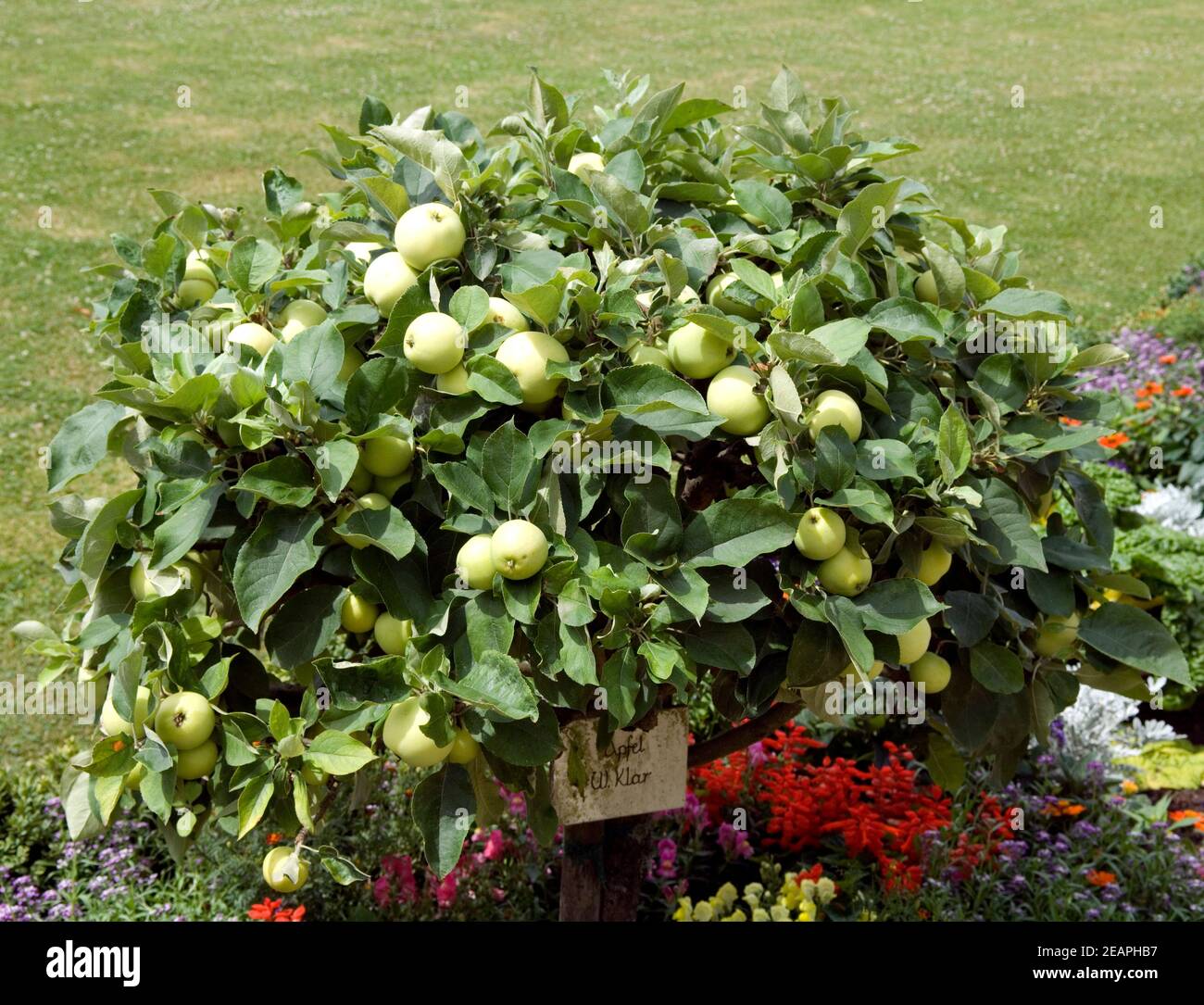 Miniaturapfelbaum hi-res stock photography and images - Alamy