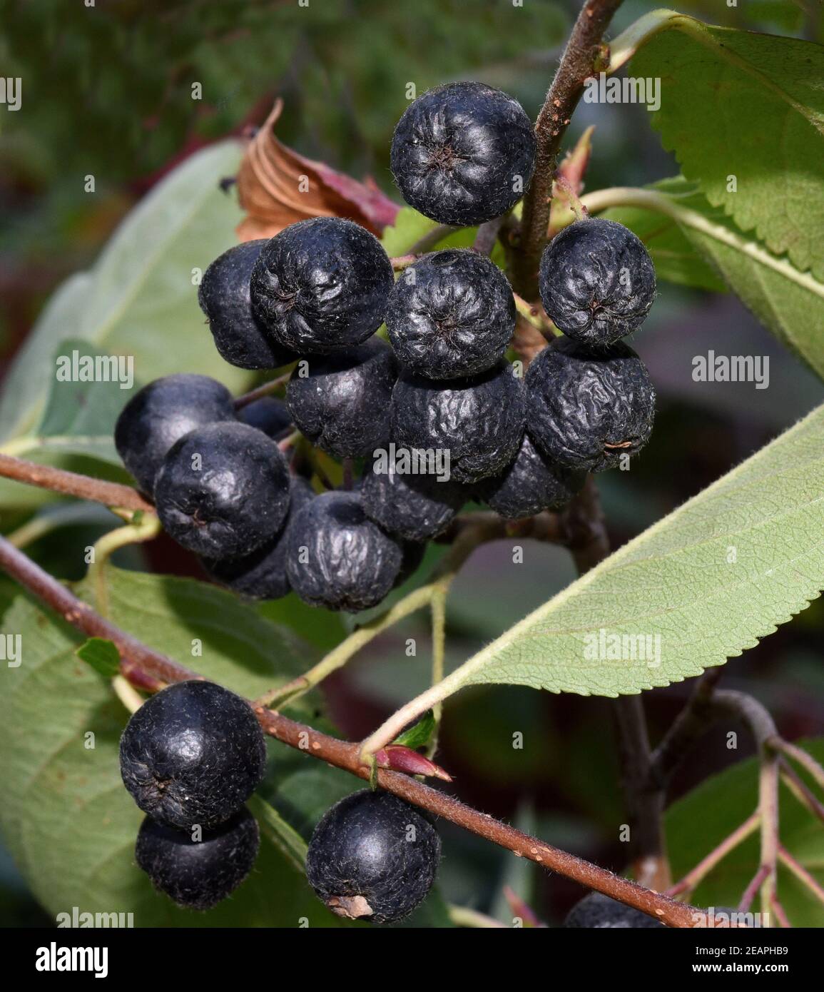 Dwarf ash tree hi-res stock photography and images - Alamy