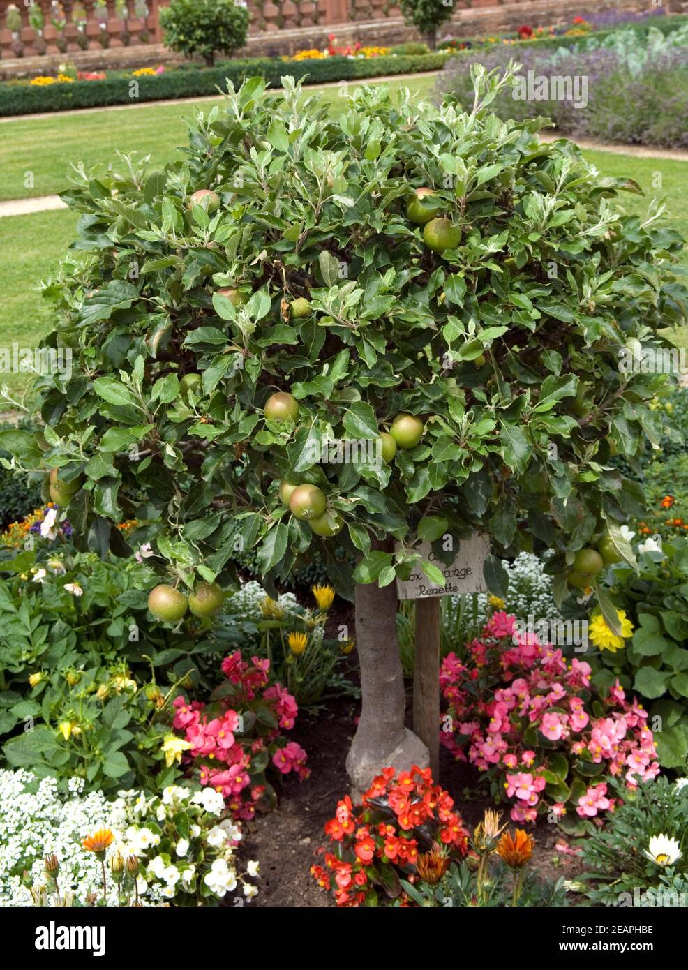 Reife gartenpflanzen hi-res stock photography and images - Alamy