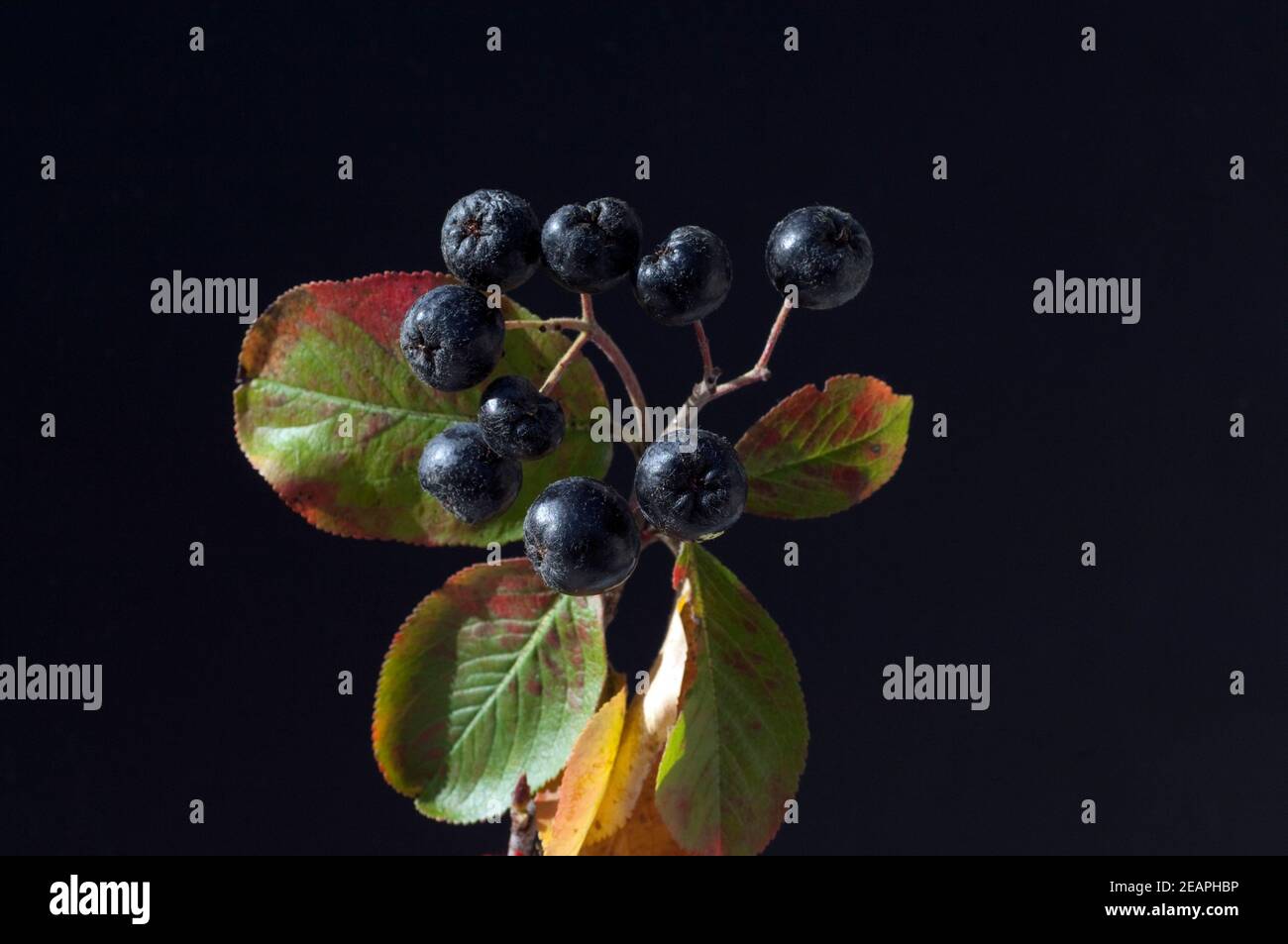 Schwarze aronia aronia melanocarpa hi-res stock photography and images ...