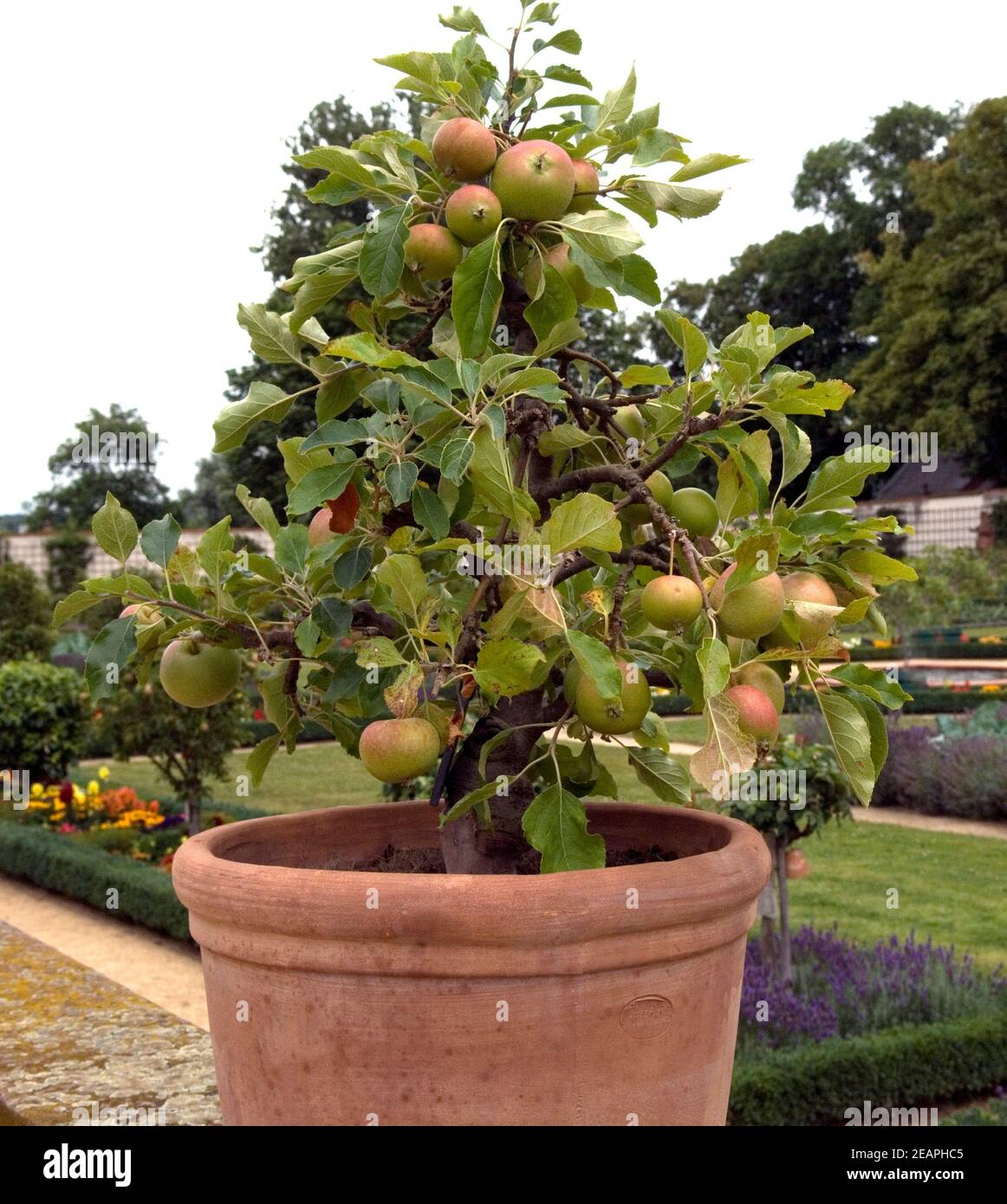 Reife gartenpflanzen hi-res stock photography and images - Alamy