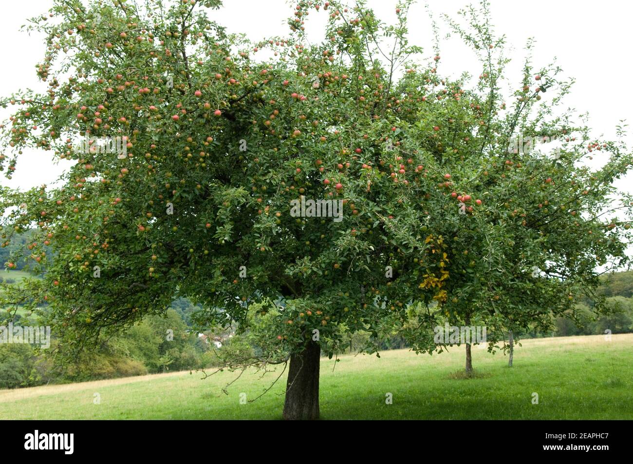 Apfelbaum apfelbaum hi-res stock photography and images - Alamy