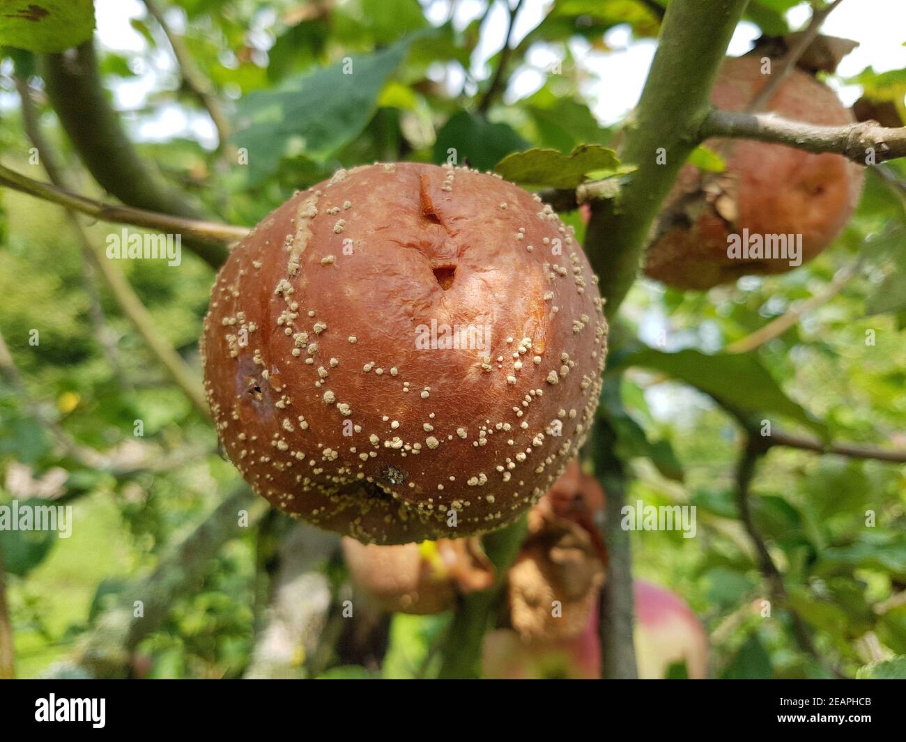 Faul hi-res stock photography and images - Alamy