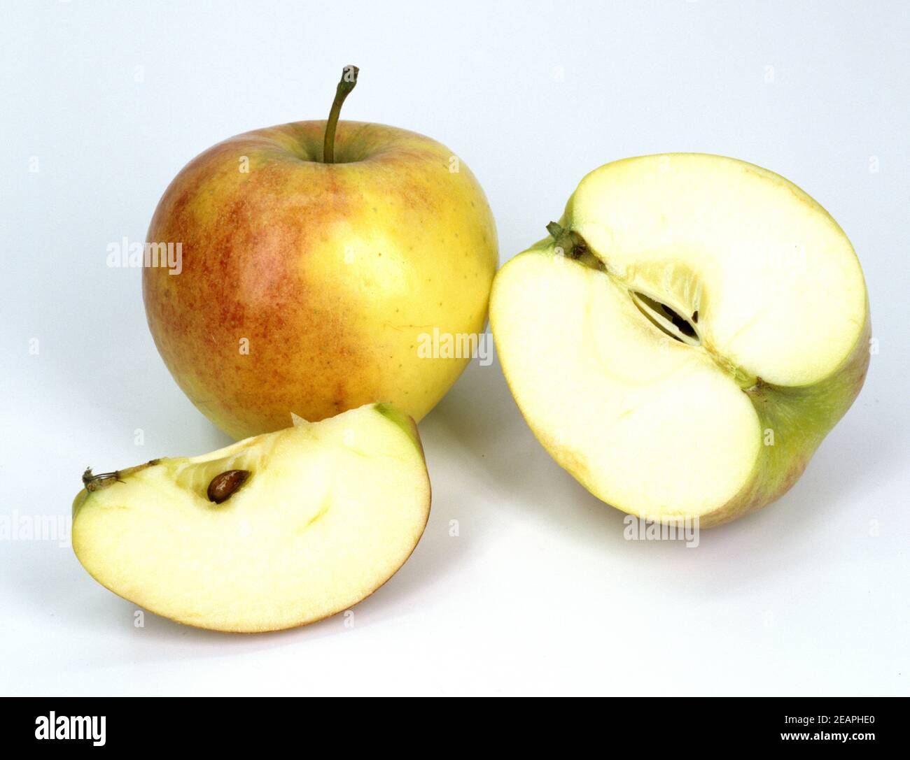 Apple tree malus domestica elstar hi-res stock photography and images ...