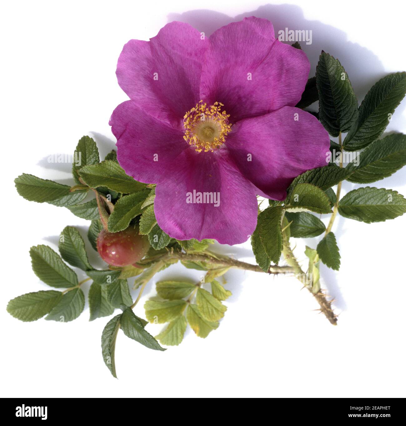 Apfelrose hi-res stock photography and images - Alamy