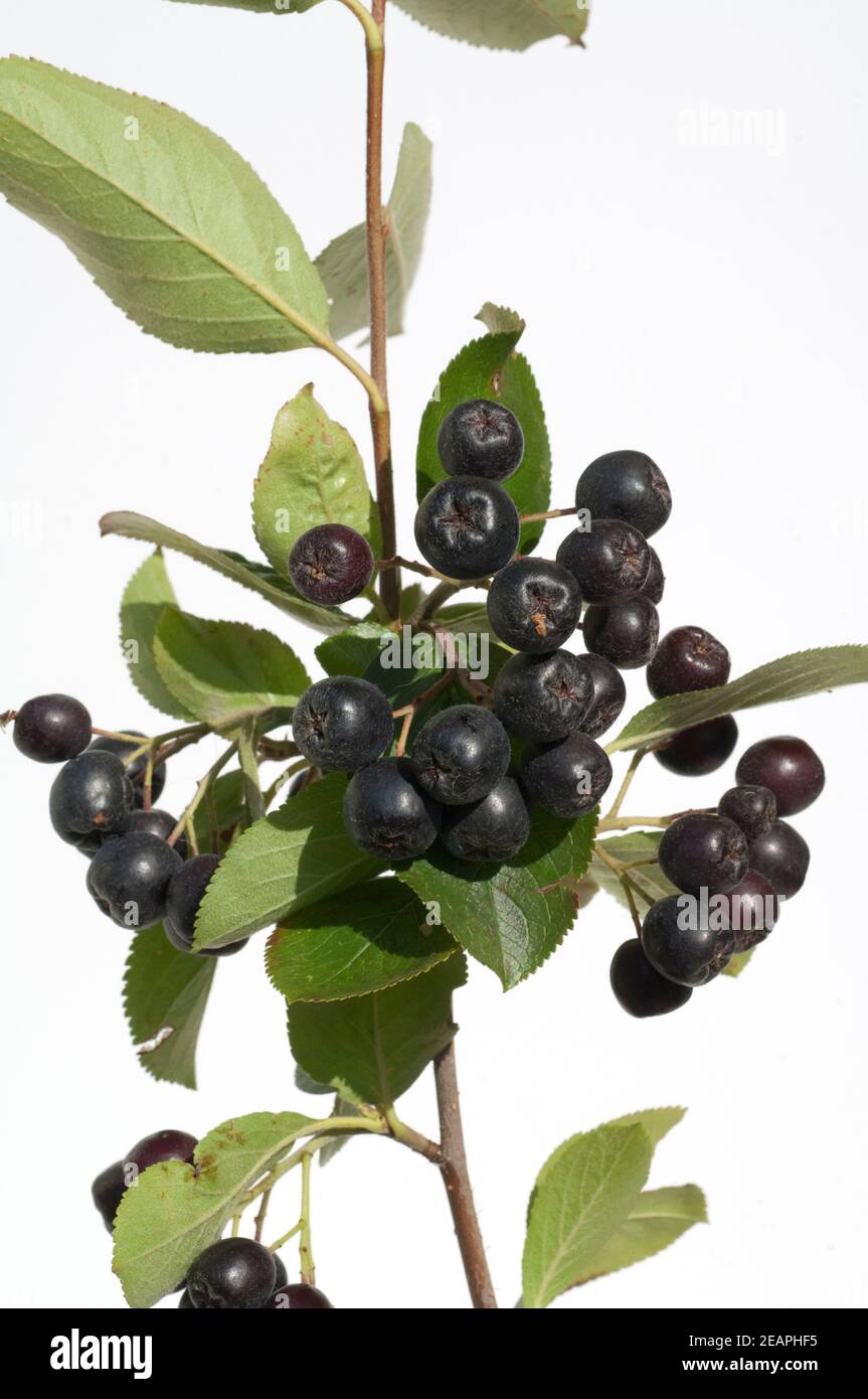 Apfelbeere; Aronia; Schwarze Stock Photo - Alamy