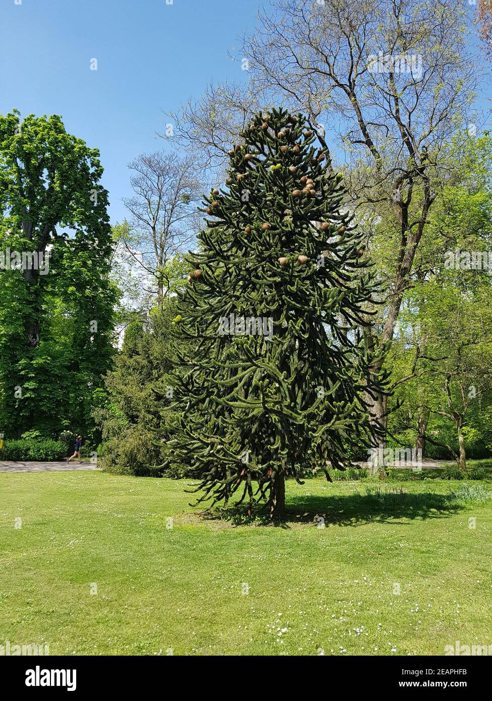 Araucariaceae hi-res stock photography and images - Alamy