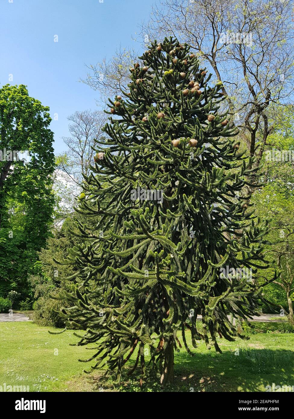 Araucariaceae hi-res stock photography and images - Alamy