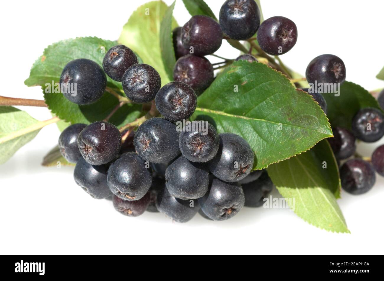 Dwarf ash tree hi-res stock photography and images - Alamy