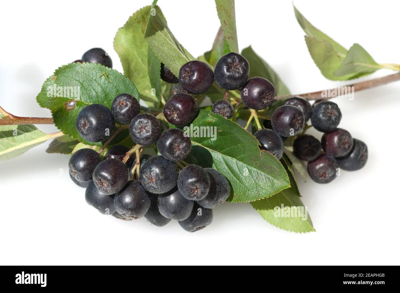 Schwarze aronia aronia melanocarpa hi-res stock photography and images ...