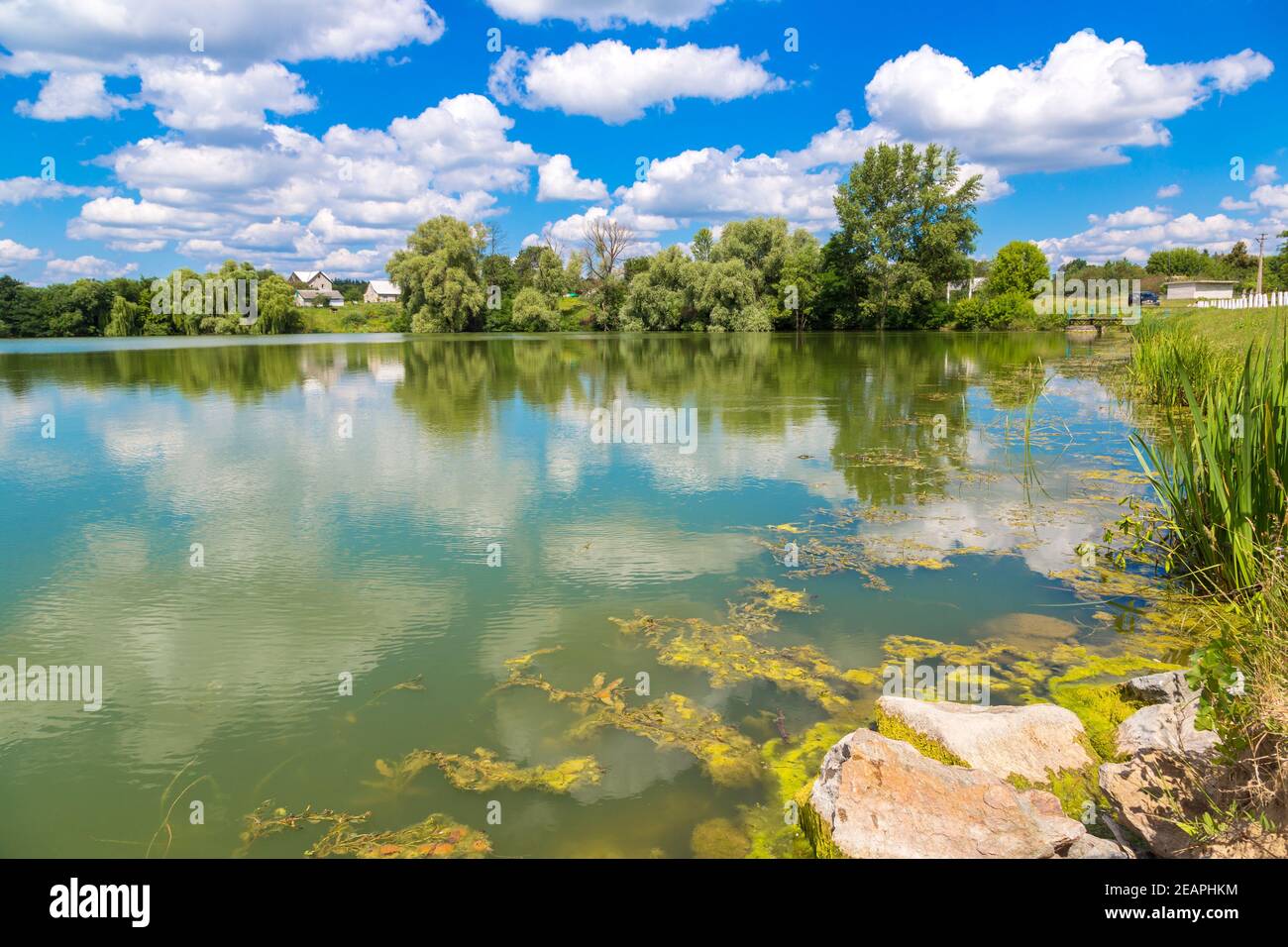 Calm pond and water plants in a beautiful summer day Stock Photo - Alamy