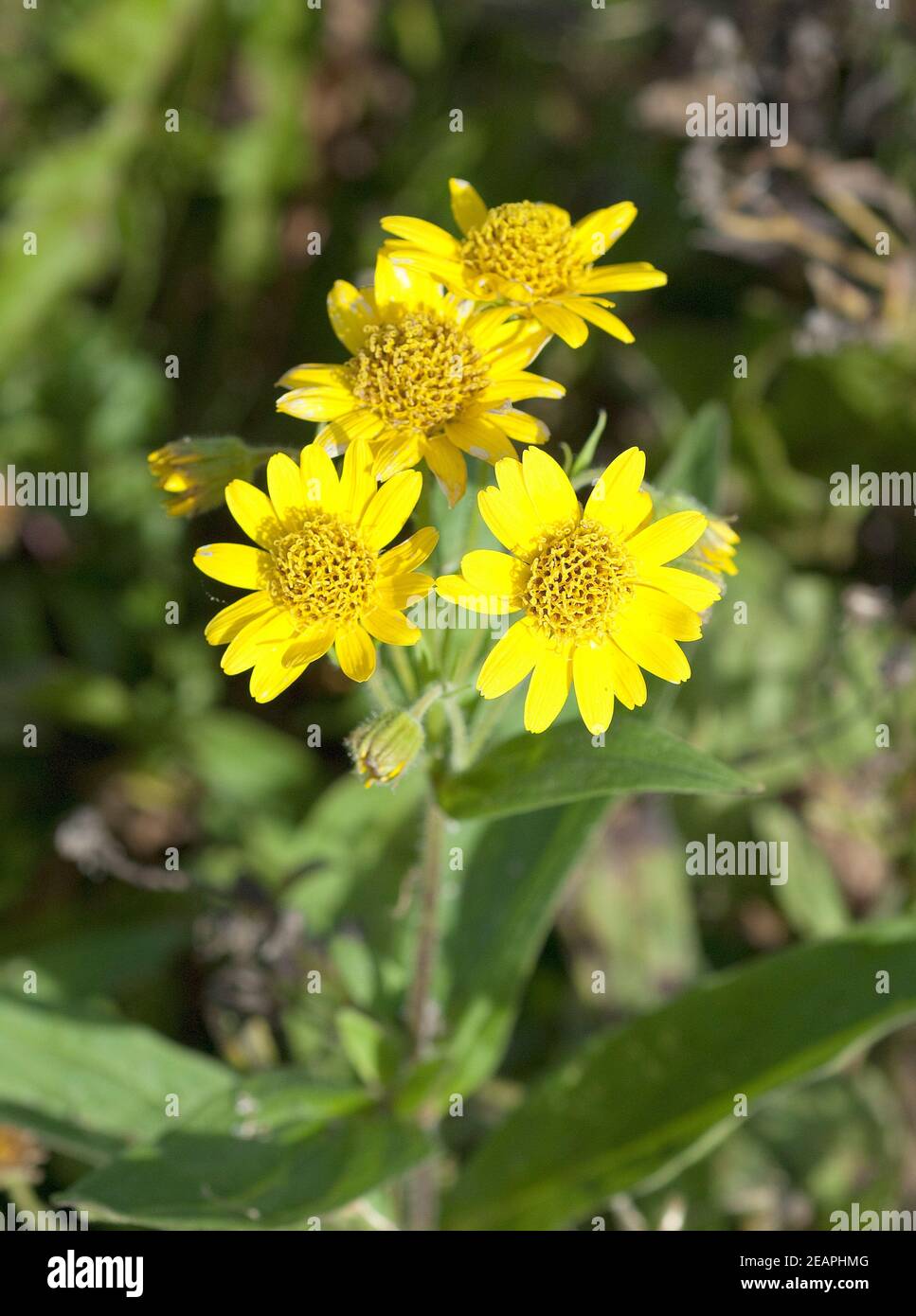 Arnikablueten hi-res stock photography and images - Alamy