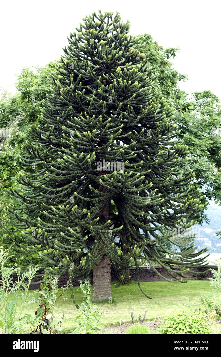 Araucaria araucana Stock Photo - Alamy