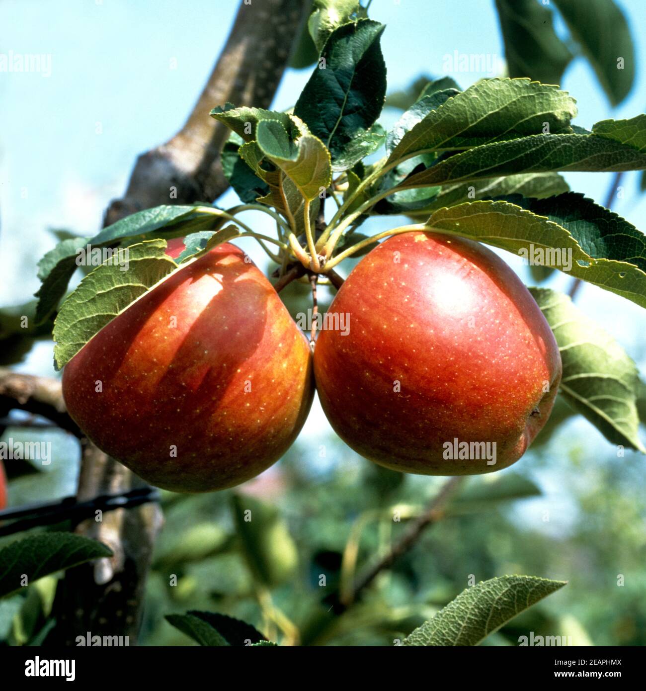 Arlet hi-res stock photography and images - Alamy