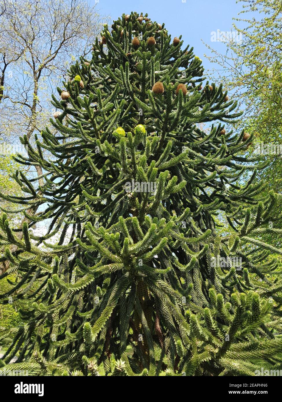 Coniferales hi-res stock photography and images - Alamy