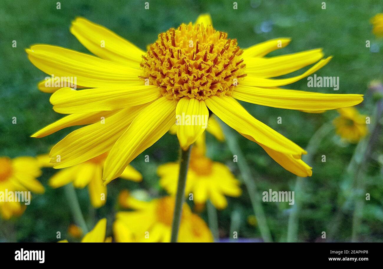 Arnika, Arnica, montana Stock Photo - Alamy