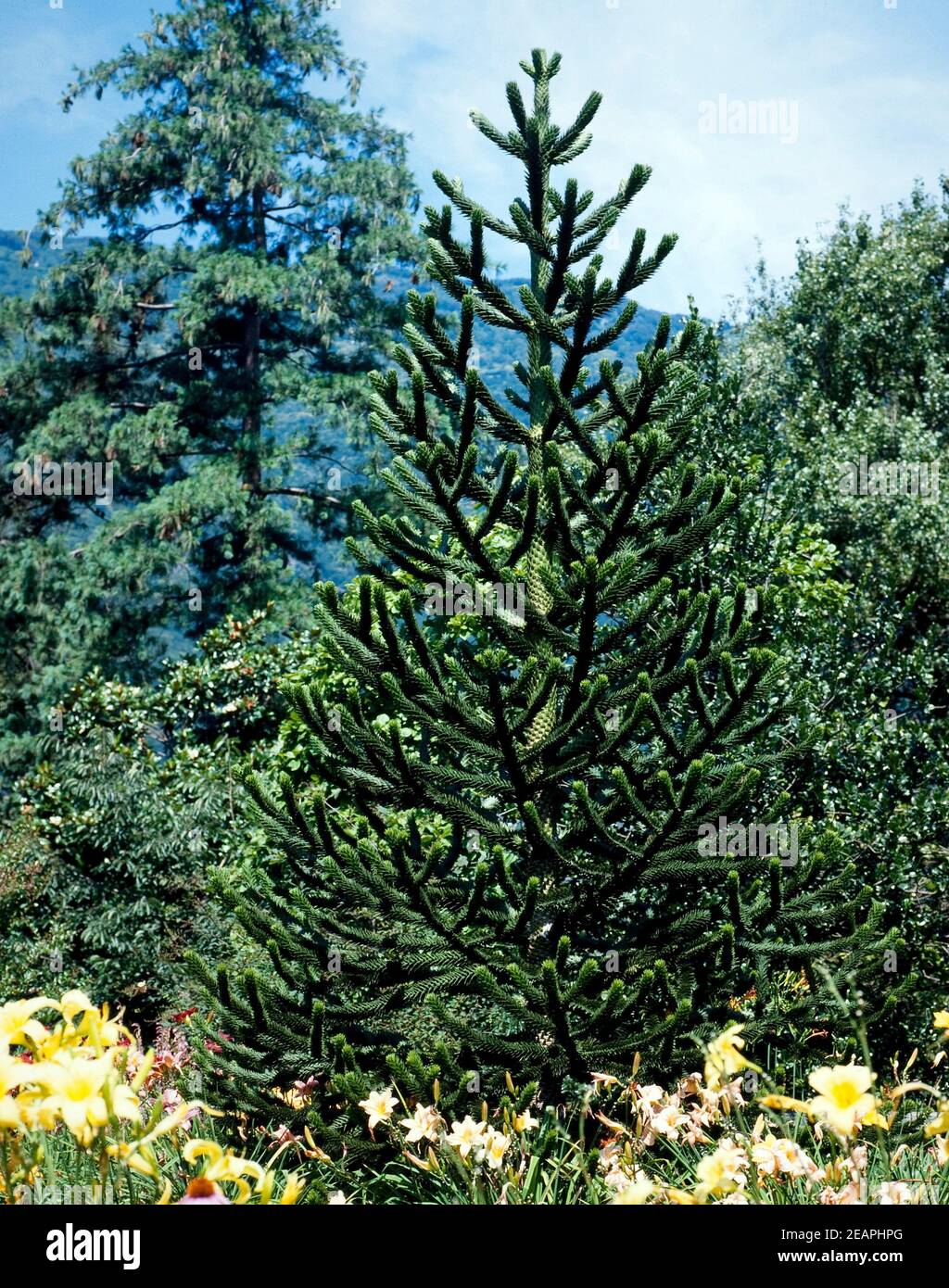 Araucariaceae hi-res stock photography and images - Alamy