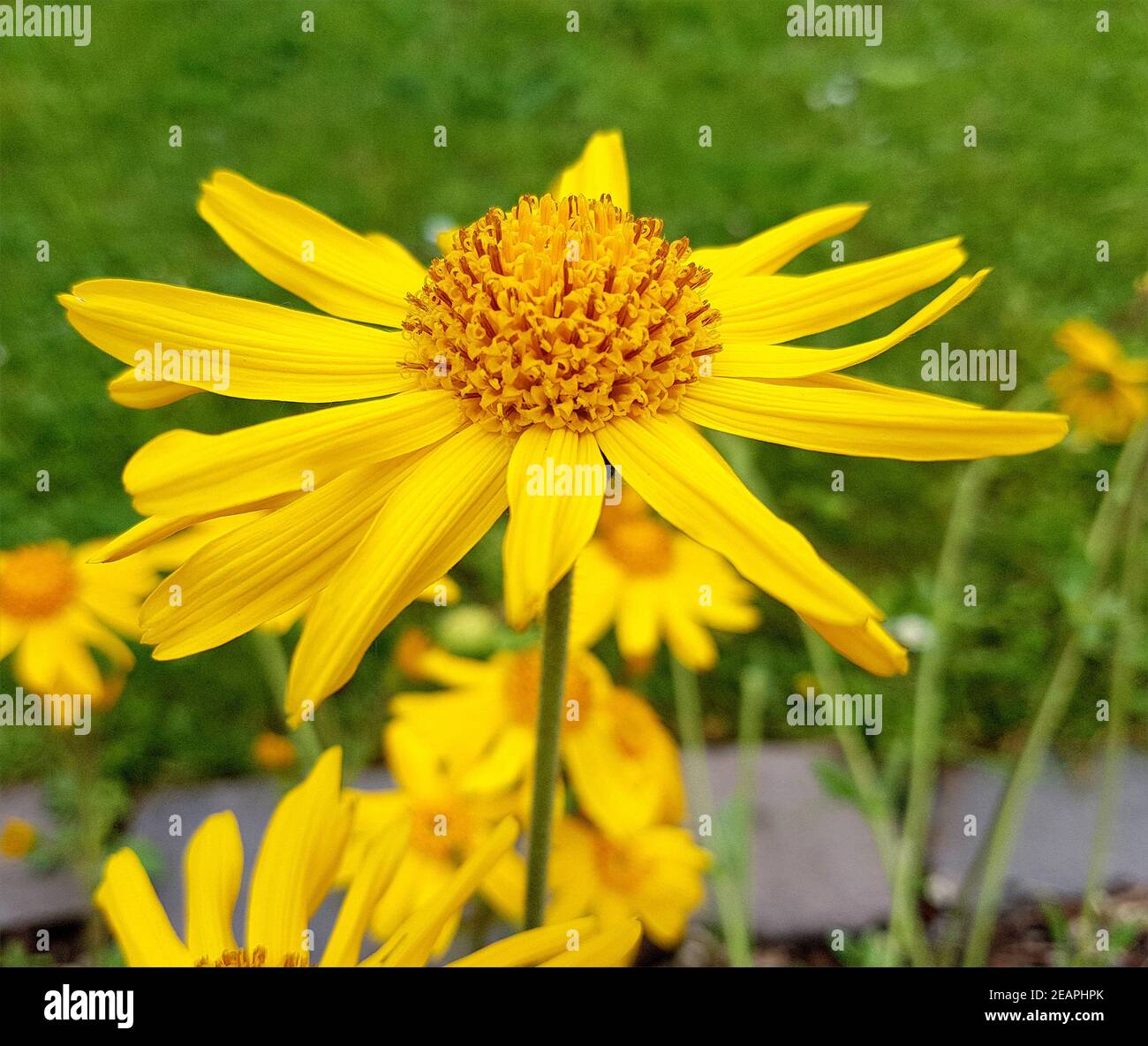 Arnika, Arnica, montana Stock Photo - Alamy
