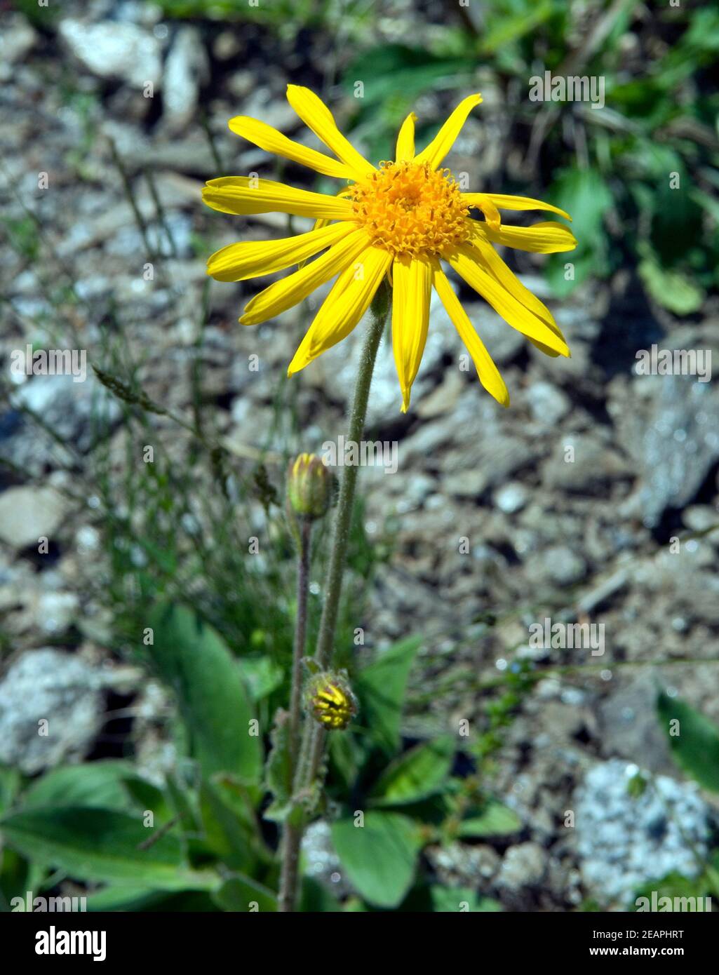 Arnika; Arnica montana Stock Photo - Alamy