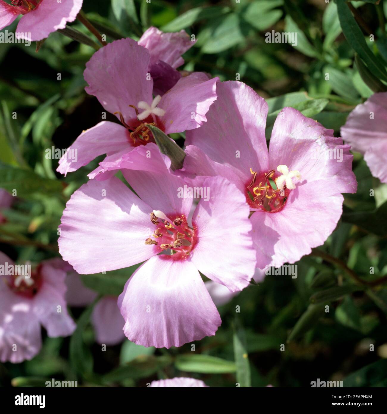 Clarkia High Resolution Stock Photography and Images - Alamy