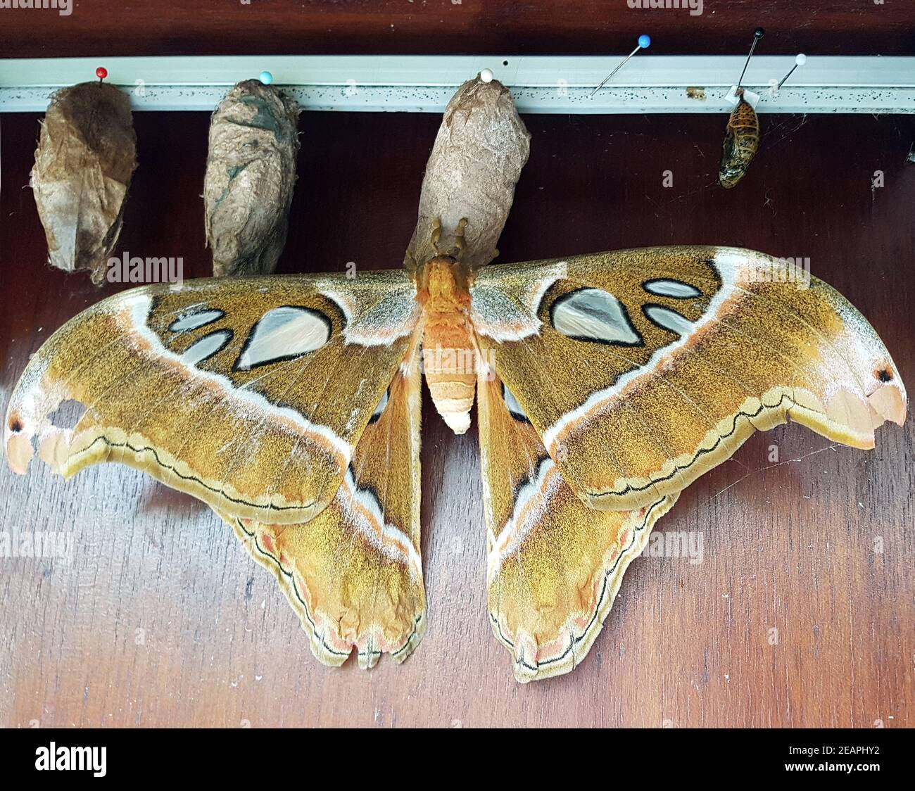 Atlasspinner High Resolution Stock Photography and Images - Alamy