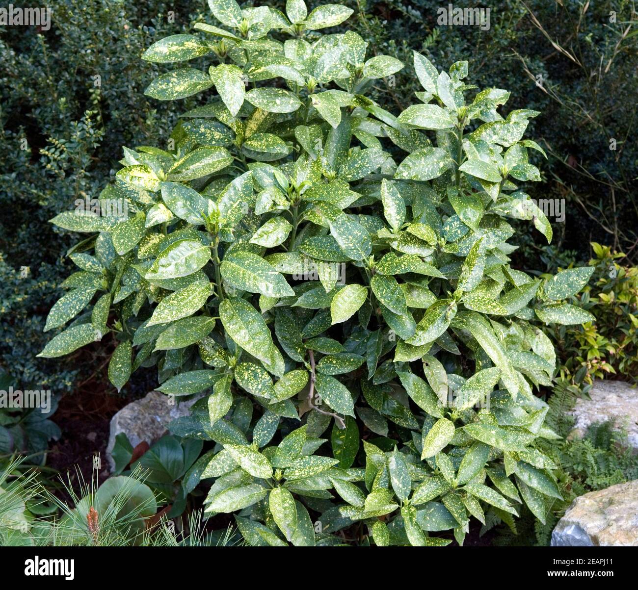 Aucuba japonica hi-res stock photography and images - Alamy