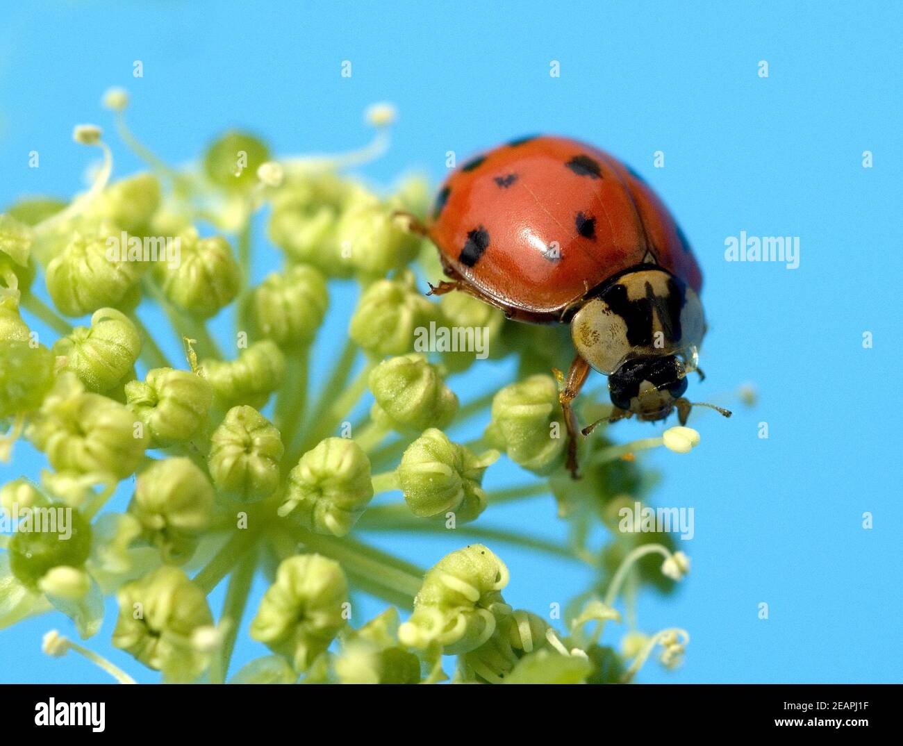 Japanischer marienkaefer hi-res stock photography and images - Alamy