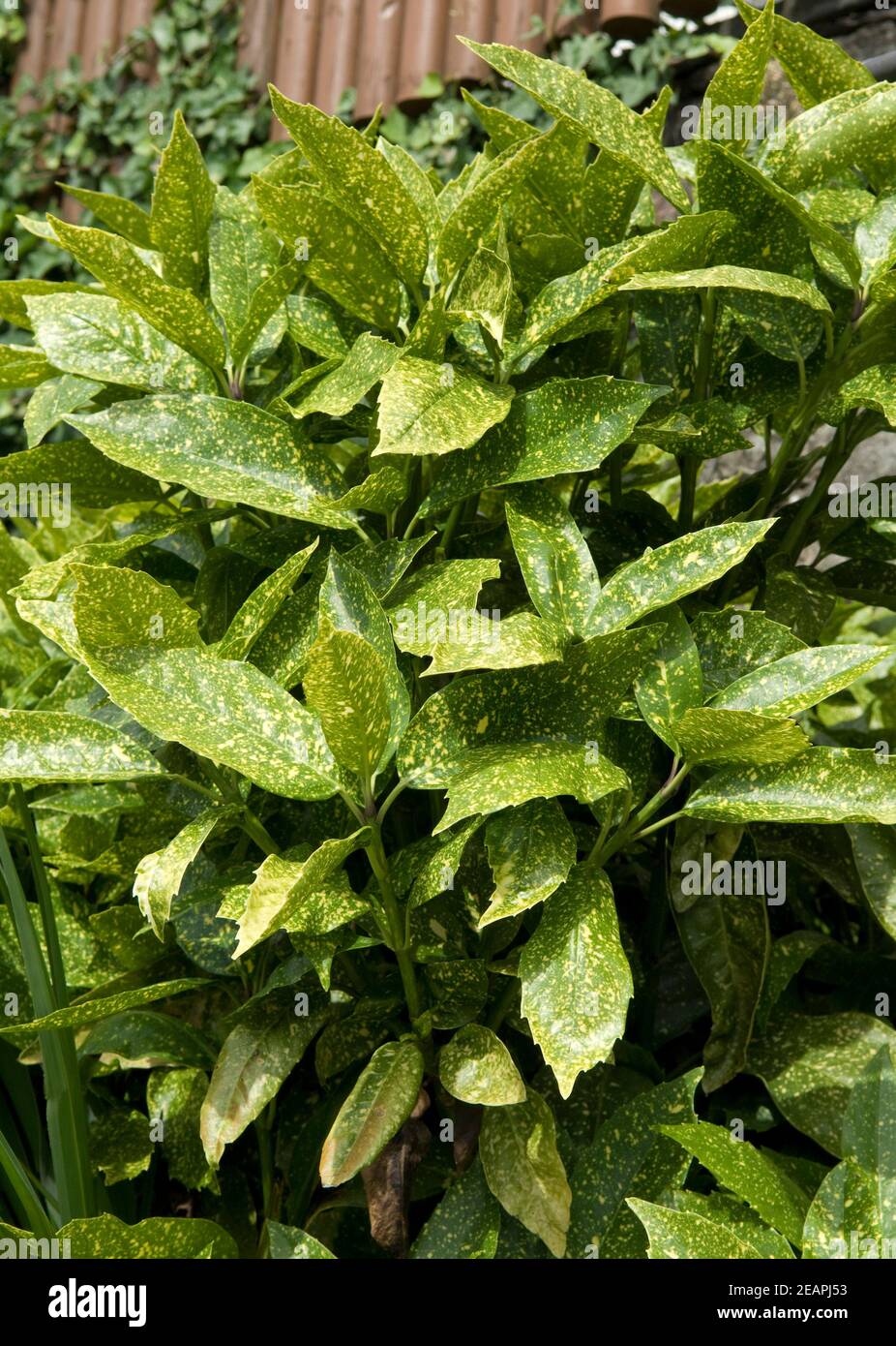 Aucuba japonica Stock Photo - Alamy