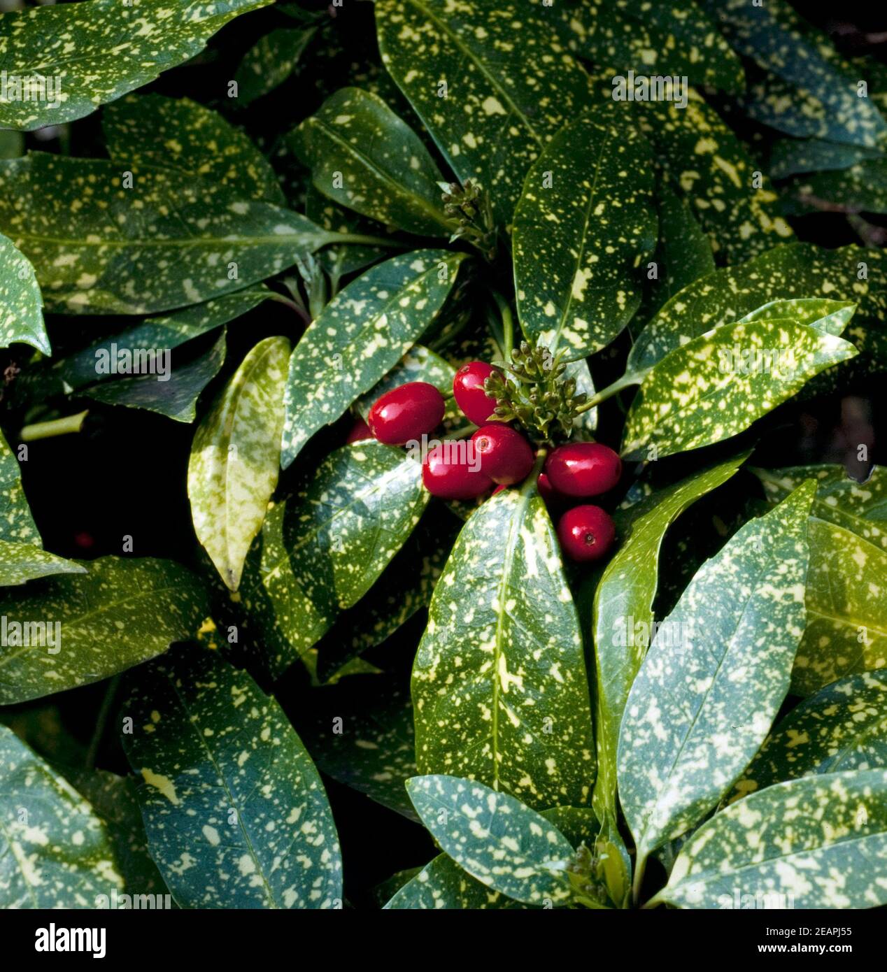 Aucuba japonica hi-res stock photography and images - Alamy
